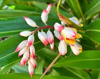 Alpinia Zerumbet Variegata Shell Ginger Live Rhizome Plant Tropical ...