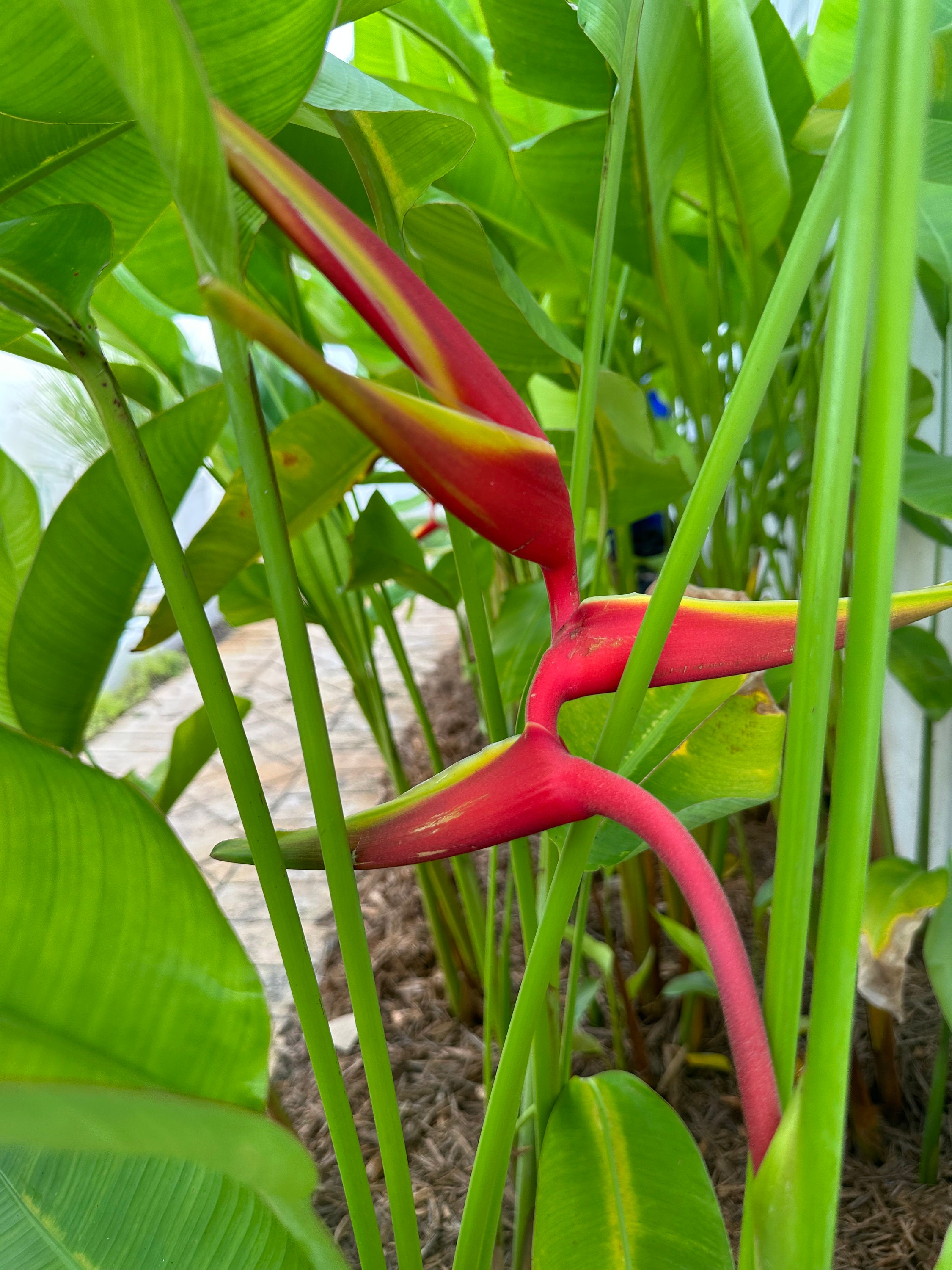 Heliconia Marginata Red Hanging Rhizome - Etsy