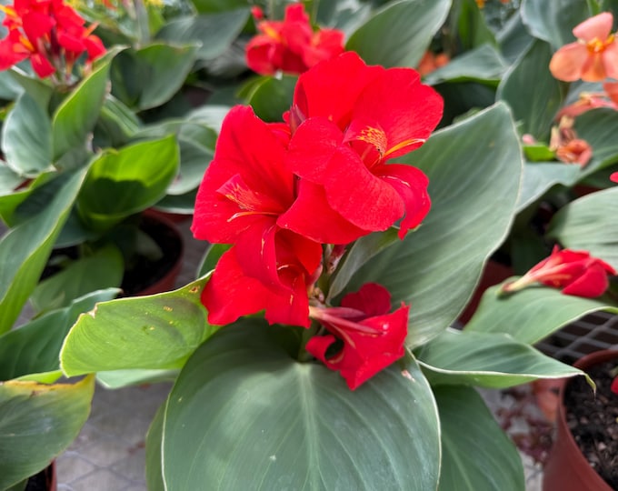 Cleopatra Variegated Red/green Canna Lily. Gorgeous Flowering Plant for ...