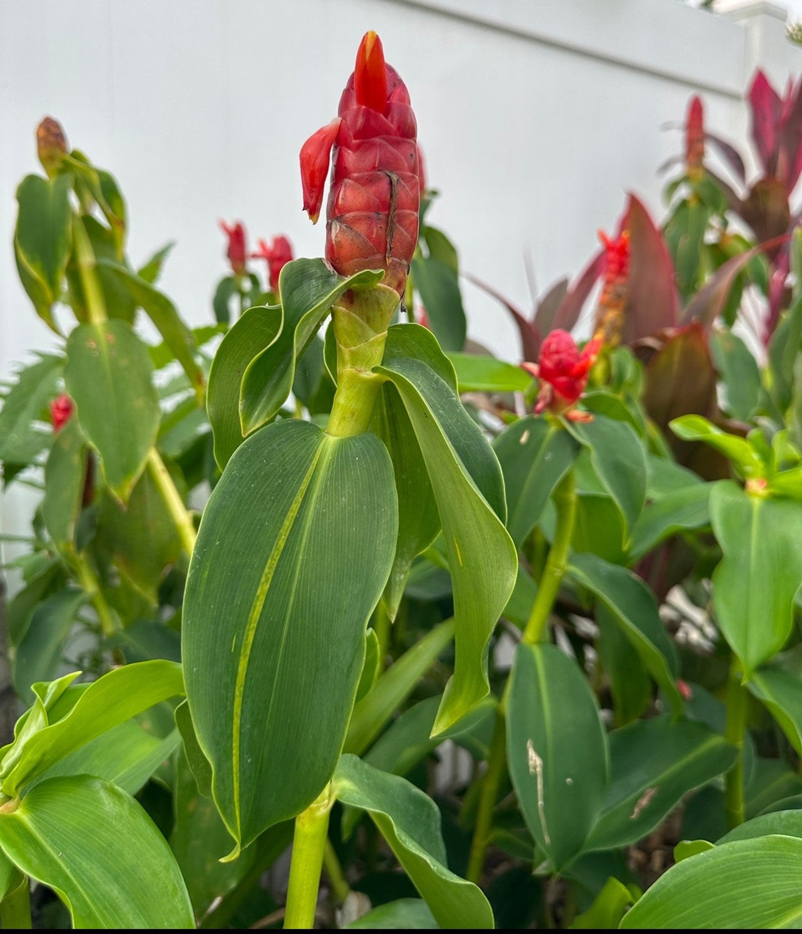Red Button Ginger Lily - Etsy
