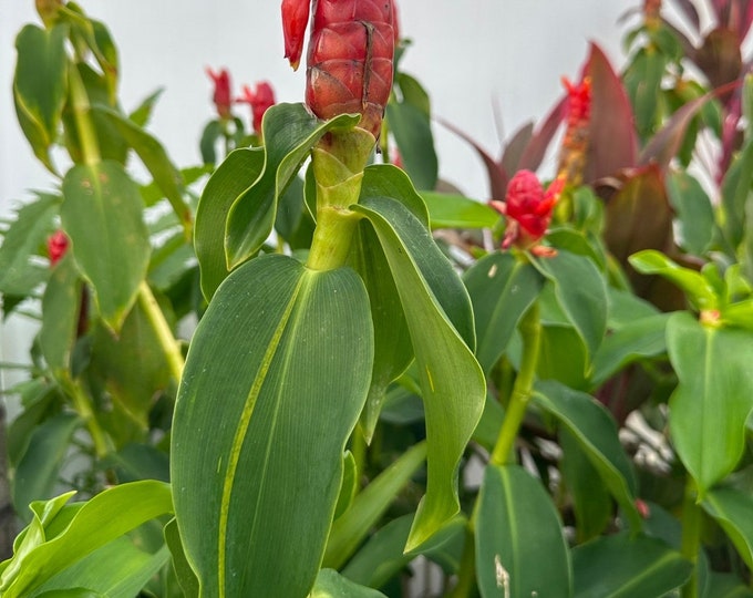 Costus Woodsonii Red Button Ginger - Etsy