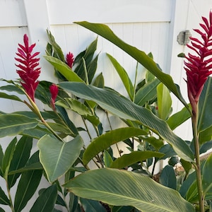 Red Hawaiian Ginger (alpinia Purpurata) - Etsy