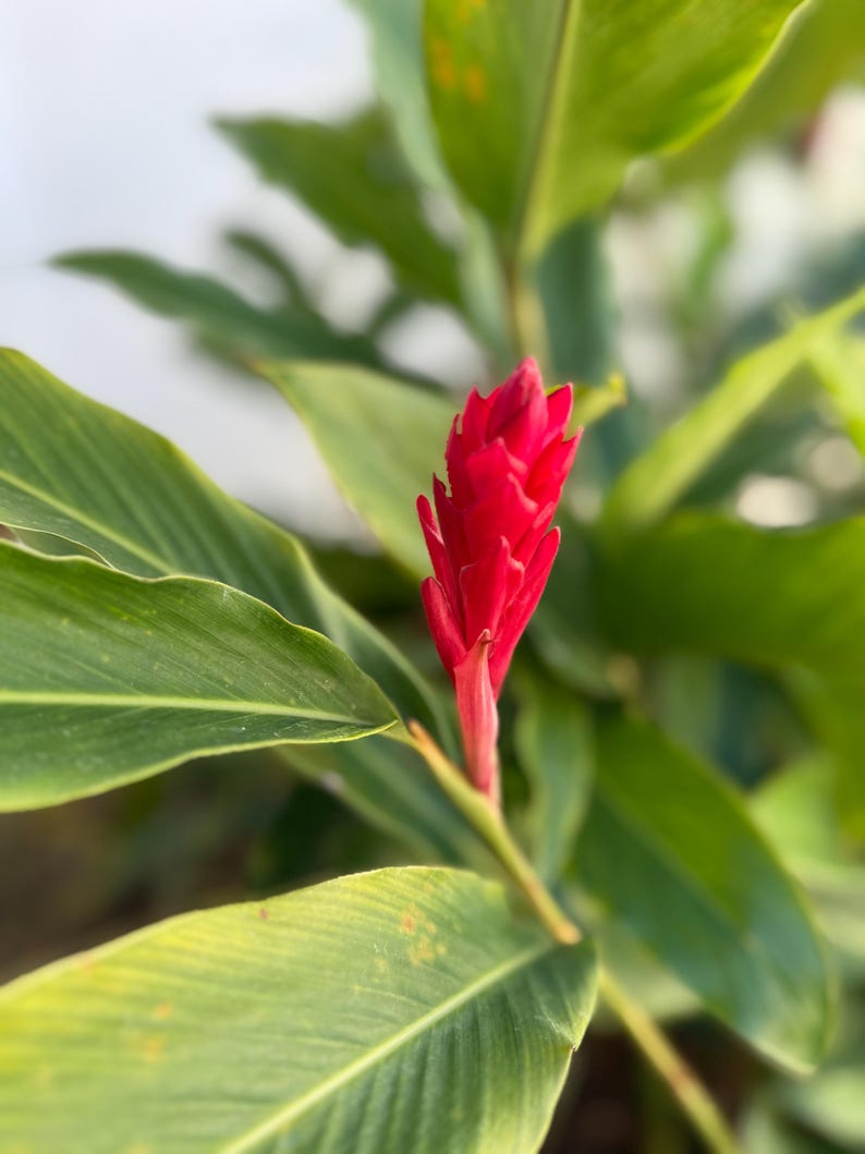 Red Hawaiian Ginger (alpinia Purpurata) - Etsy