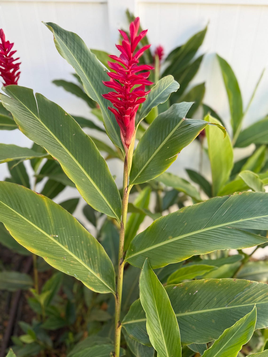 Red Hawaiian Ginger (alpinia Purpurata) - Etsy