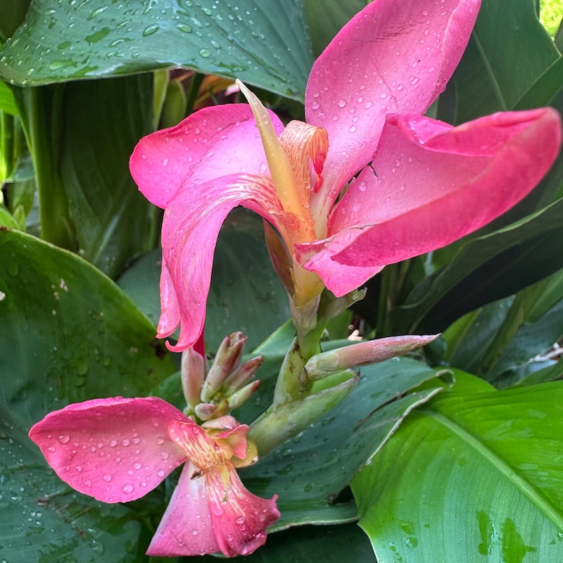 Pink Canna Lily - Etsy