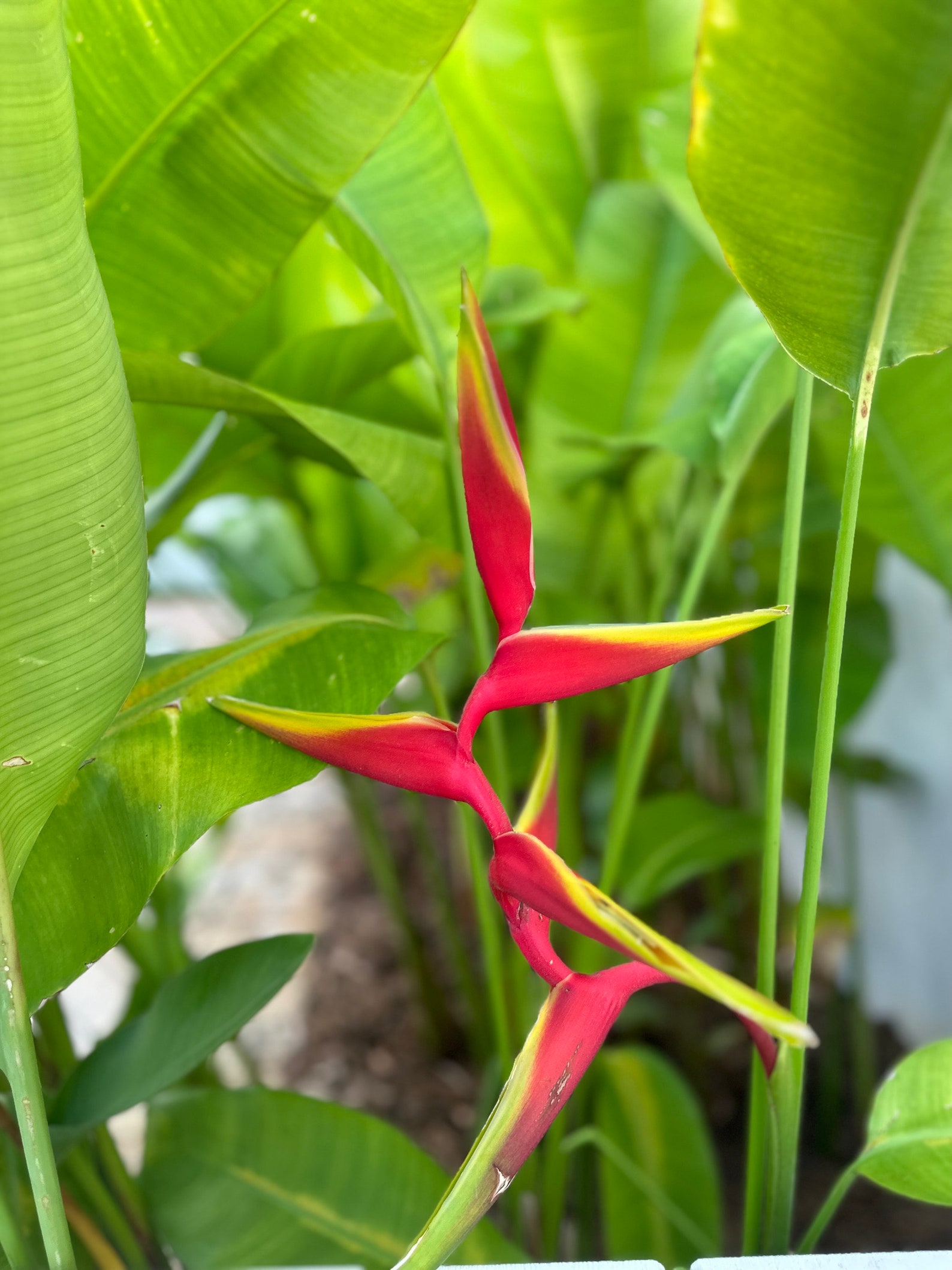 Heliconia Marginata Red Hanging Rhizome - Etsy