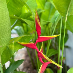 Heliconia Marginata Red Hanging Rhizome - Etsy