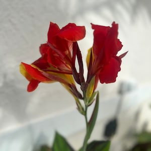 Canna Lily (cleopatra) - Etsy