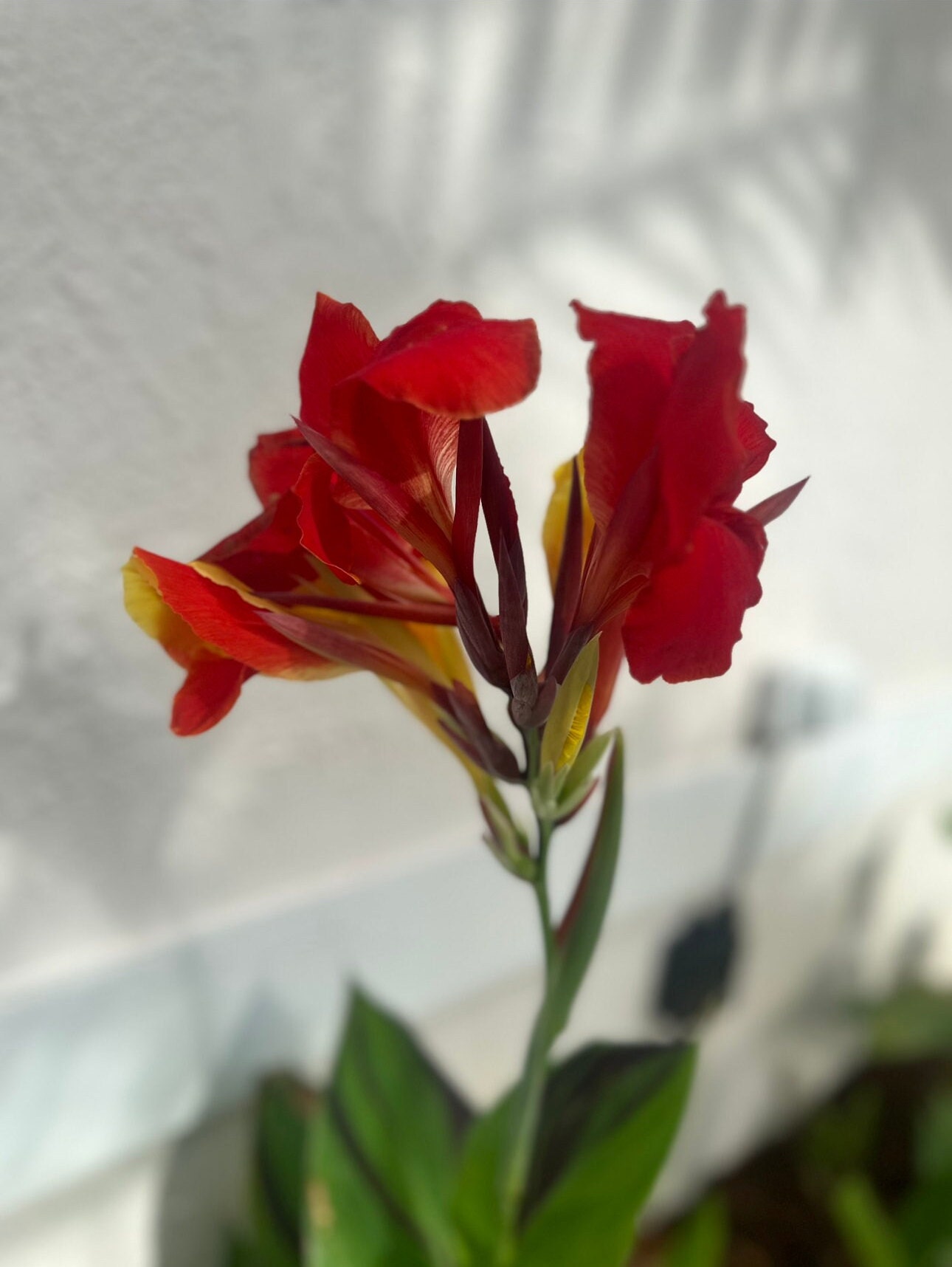Canna Lily (cleopatra) - Etsy