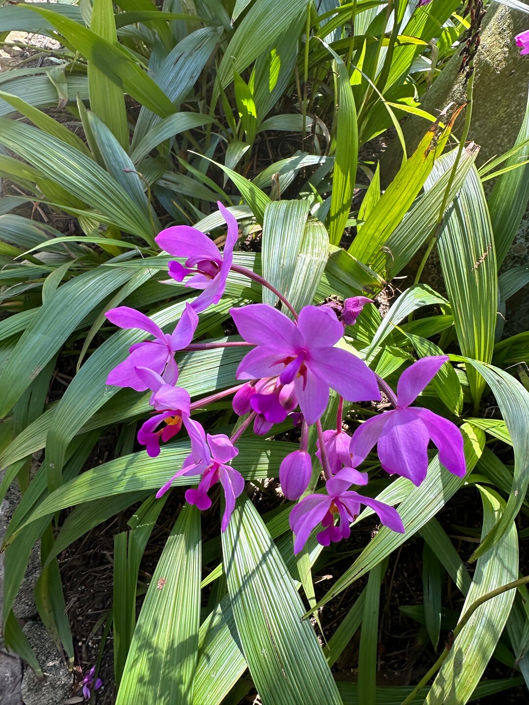 Ground Orchid - Spathoglottis Plicata (lavender) - Etsy