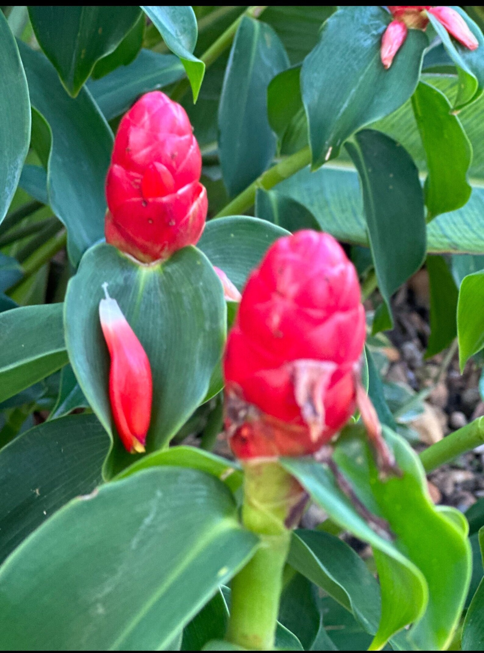 Red Button Ginger Lily - Etsy