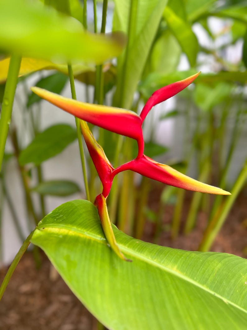 Heliconia Marginata Red Hanging Rhizome - Etsy