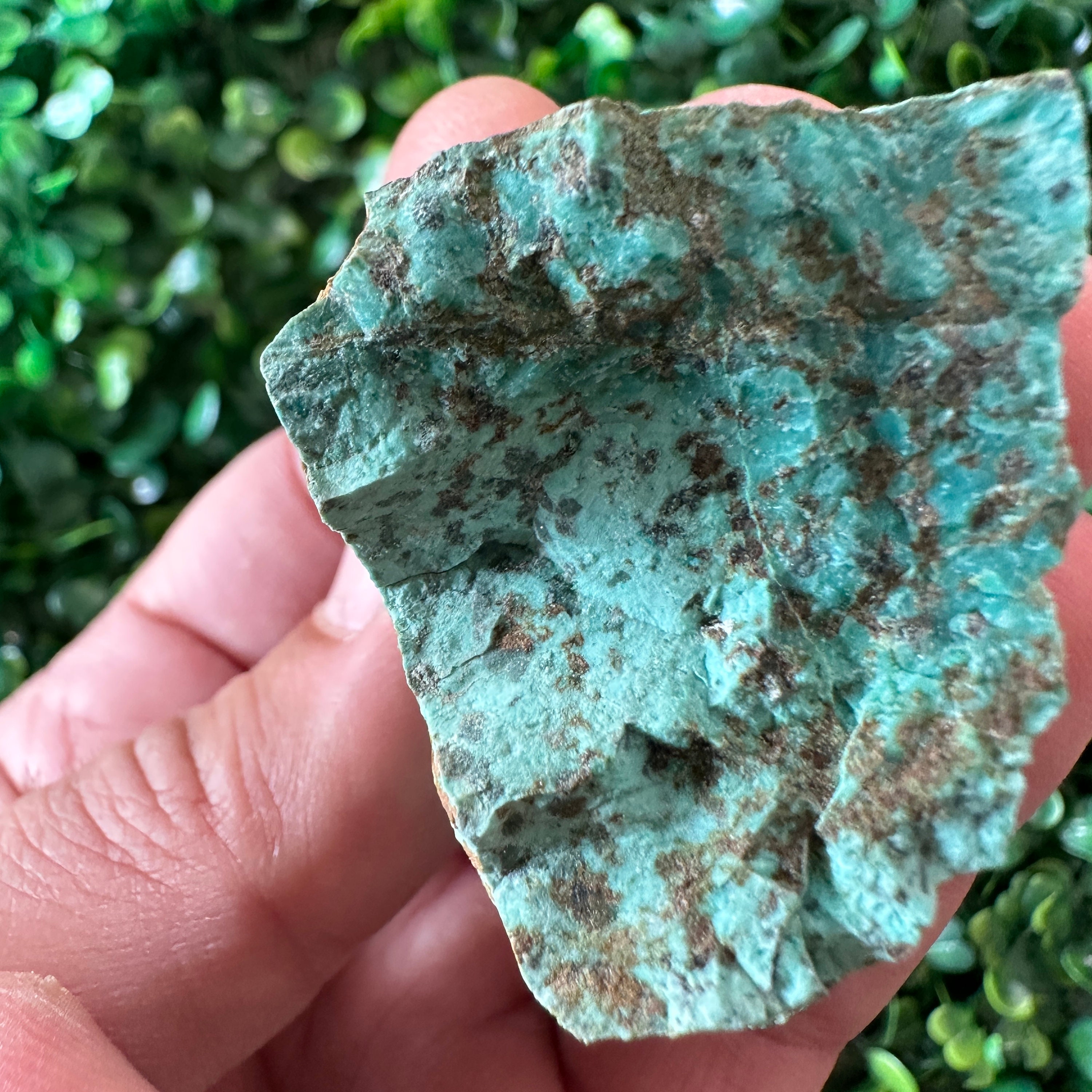 350.5CT Rare King Solomon Stone Collection Authentic Rough Eilat Stone ...