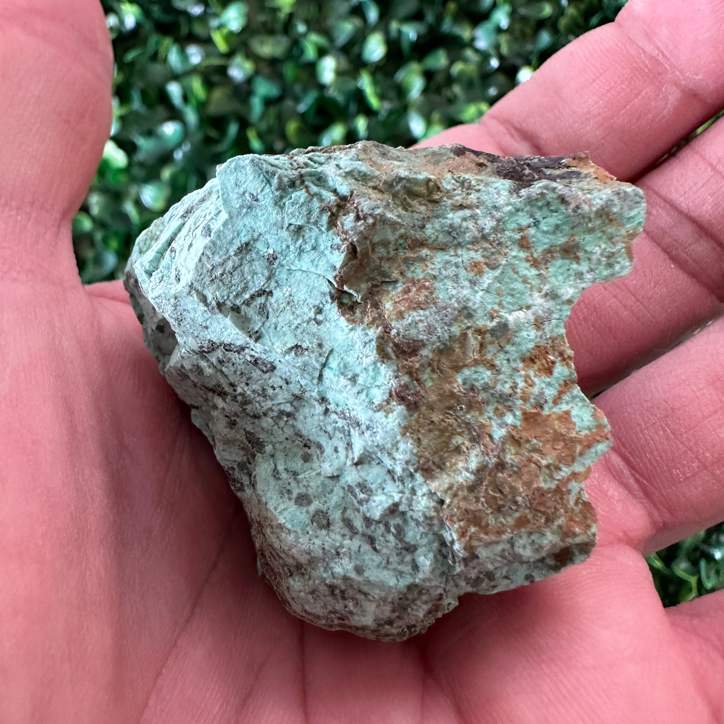 350.5CT Rare King Solomon Stone Collection Authentic Rough Eilat Stone ...