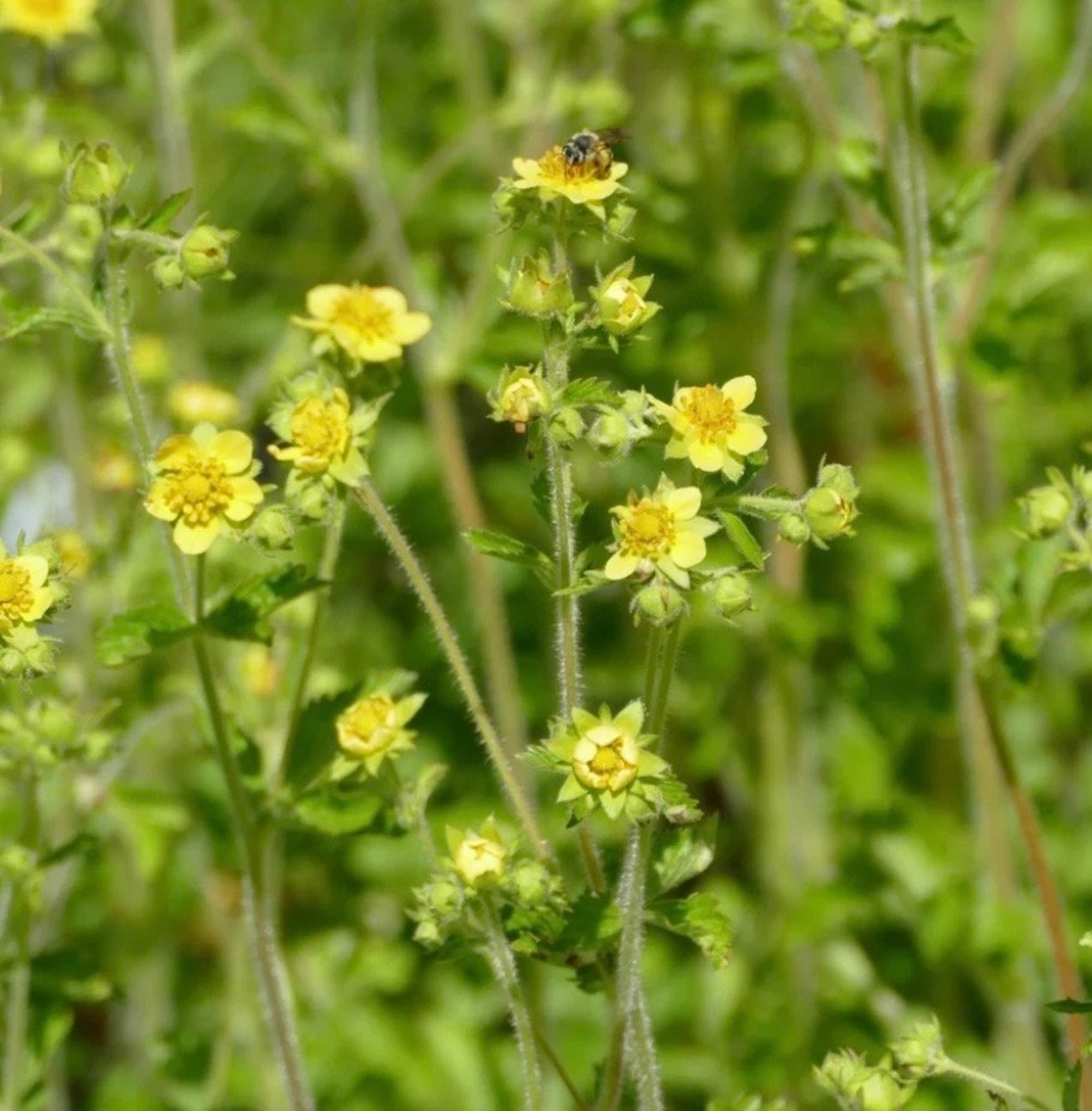 Sticky Cinquefoil Seeds 100 - Etsy