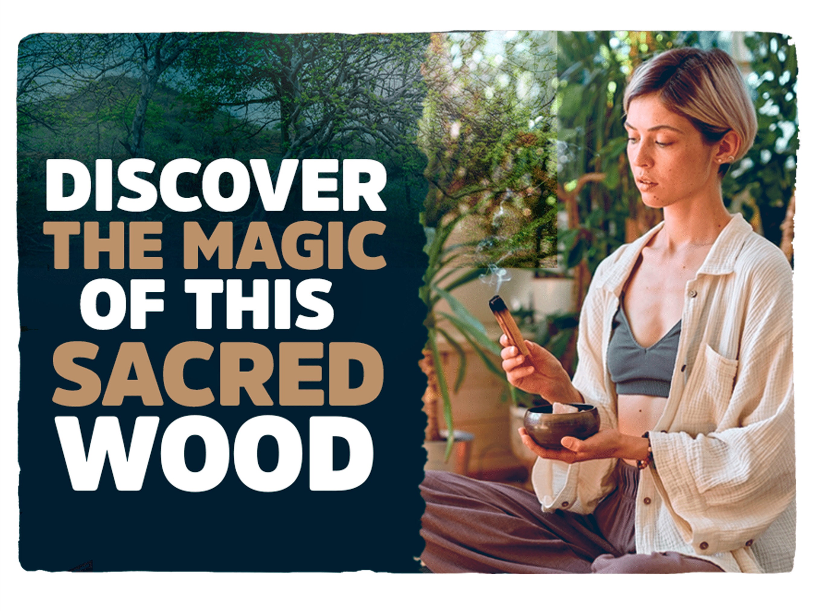 Ola Blue Palo Santo Sticks Premium Resin 12-pack Peruvian Authentic ...