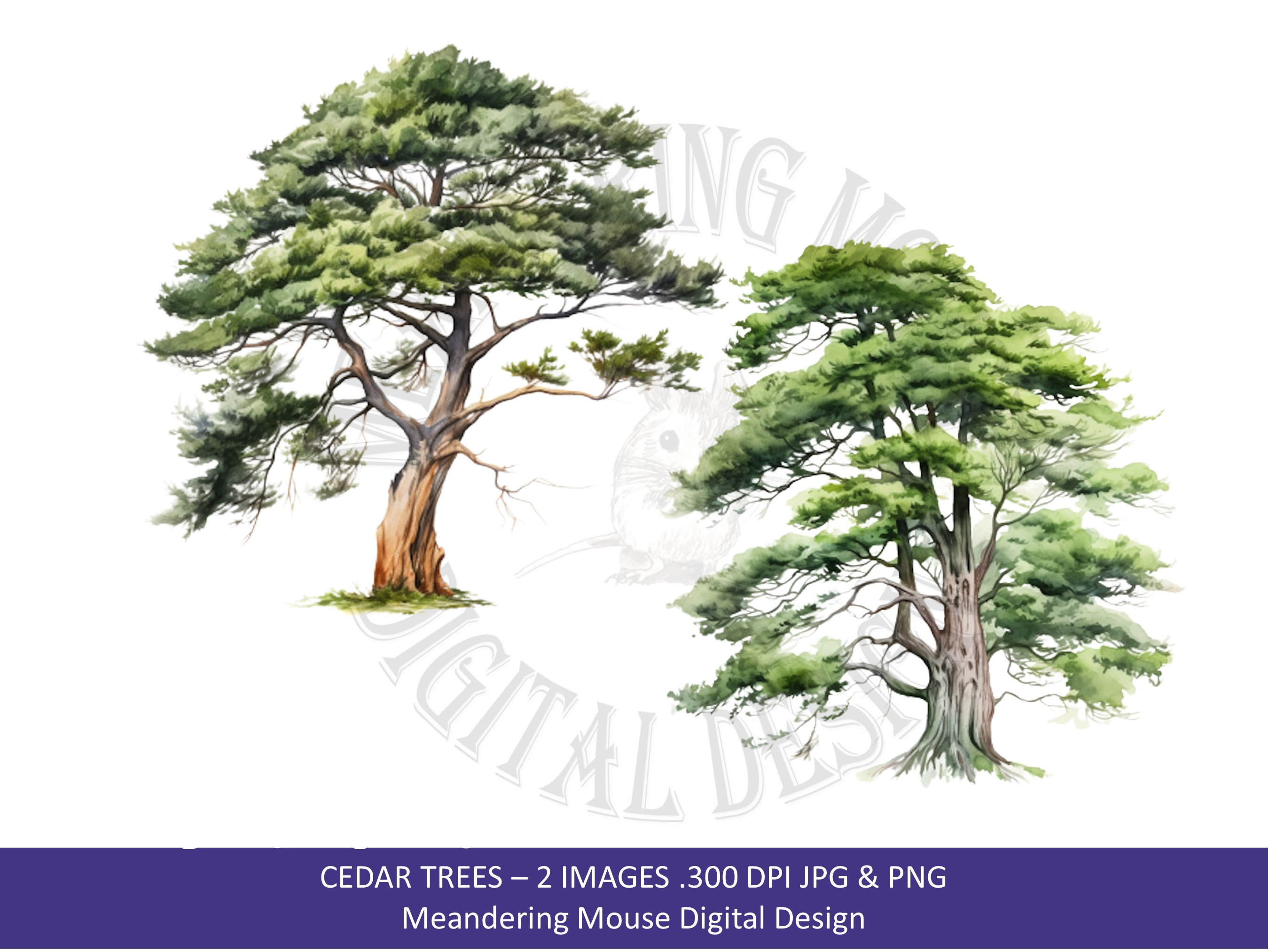 Cedar Trees - Clipart (two Windswept Cedars, Watercolor, Soft Wash, Jpg ...