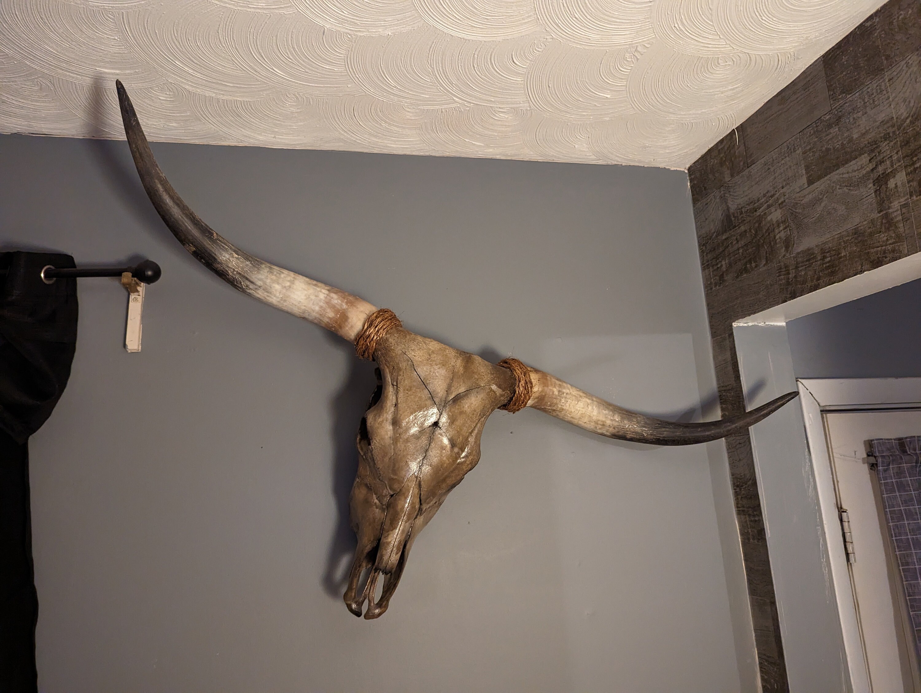 Longhorn Skull - Etsy