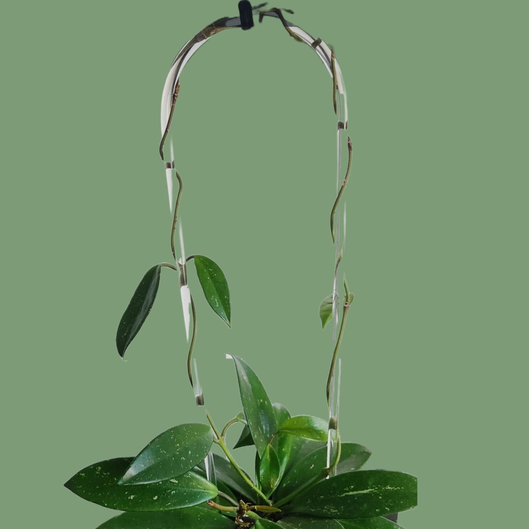 Hoya Trellis indoor Plant Support tropical Plant Care Arc Shaped Clear ...
