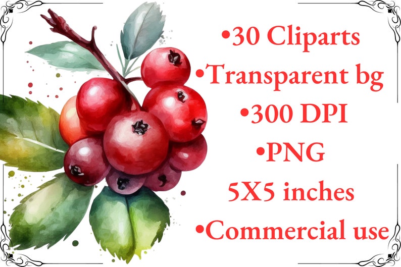 Watercolor Cranberry Clipart Cranberries Clip Art Branches Vines ...