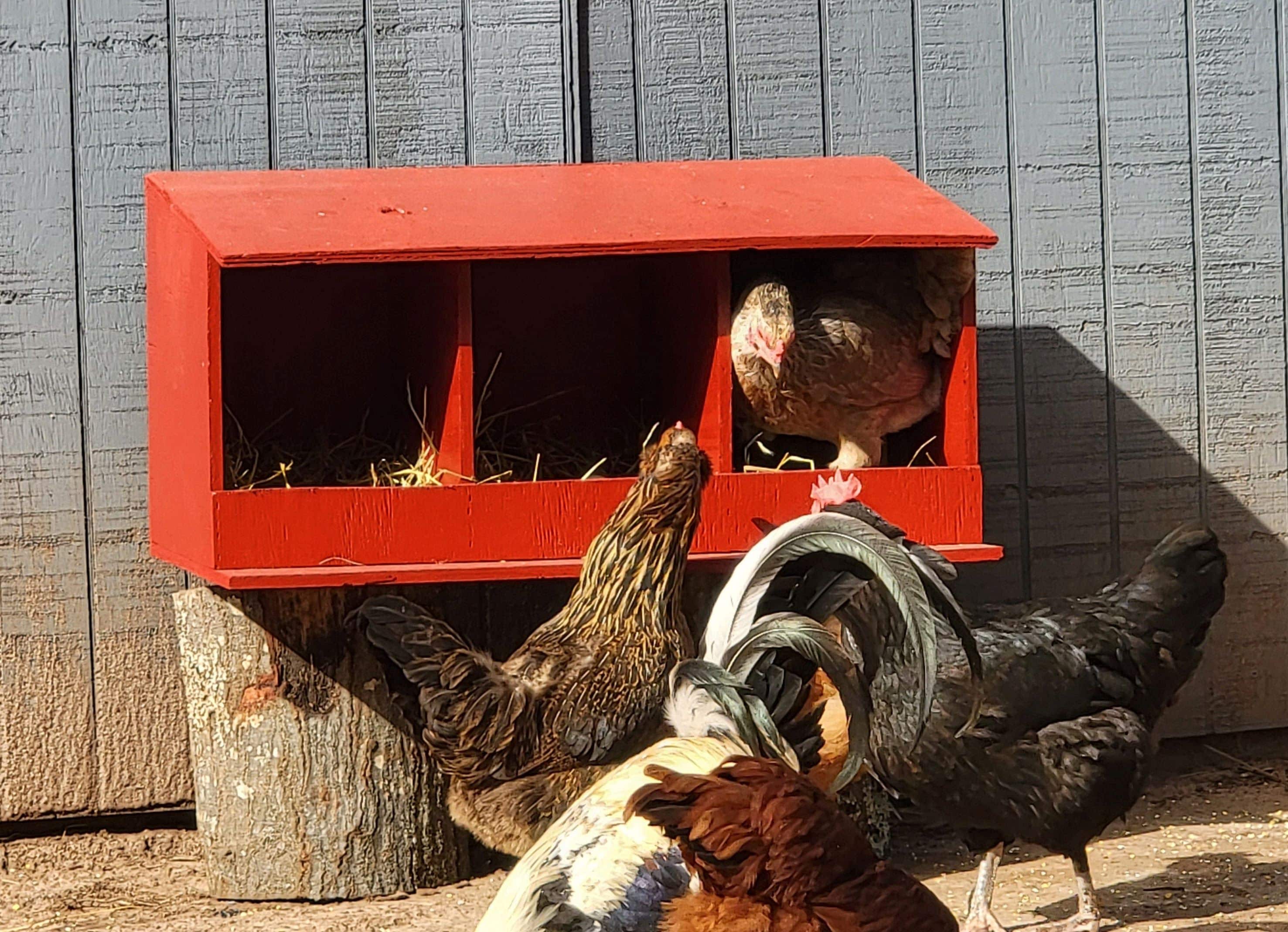 Chicken Nesting Box Building Plan DIY Digital Download PDF - Etsy