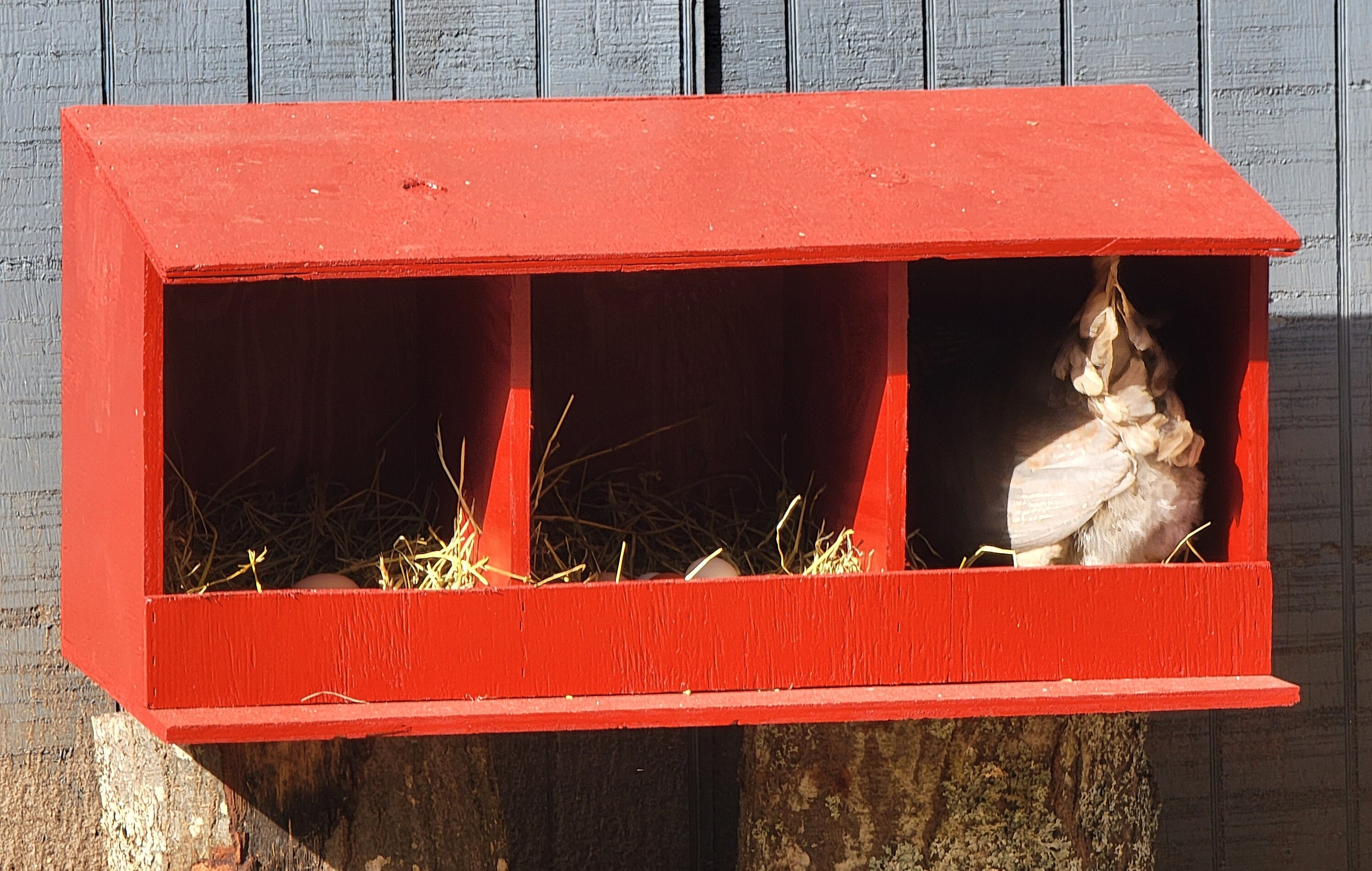 Chicken Nesting Box Building Plan DIY Digital Download PDF - Etsy