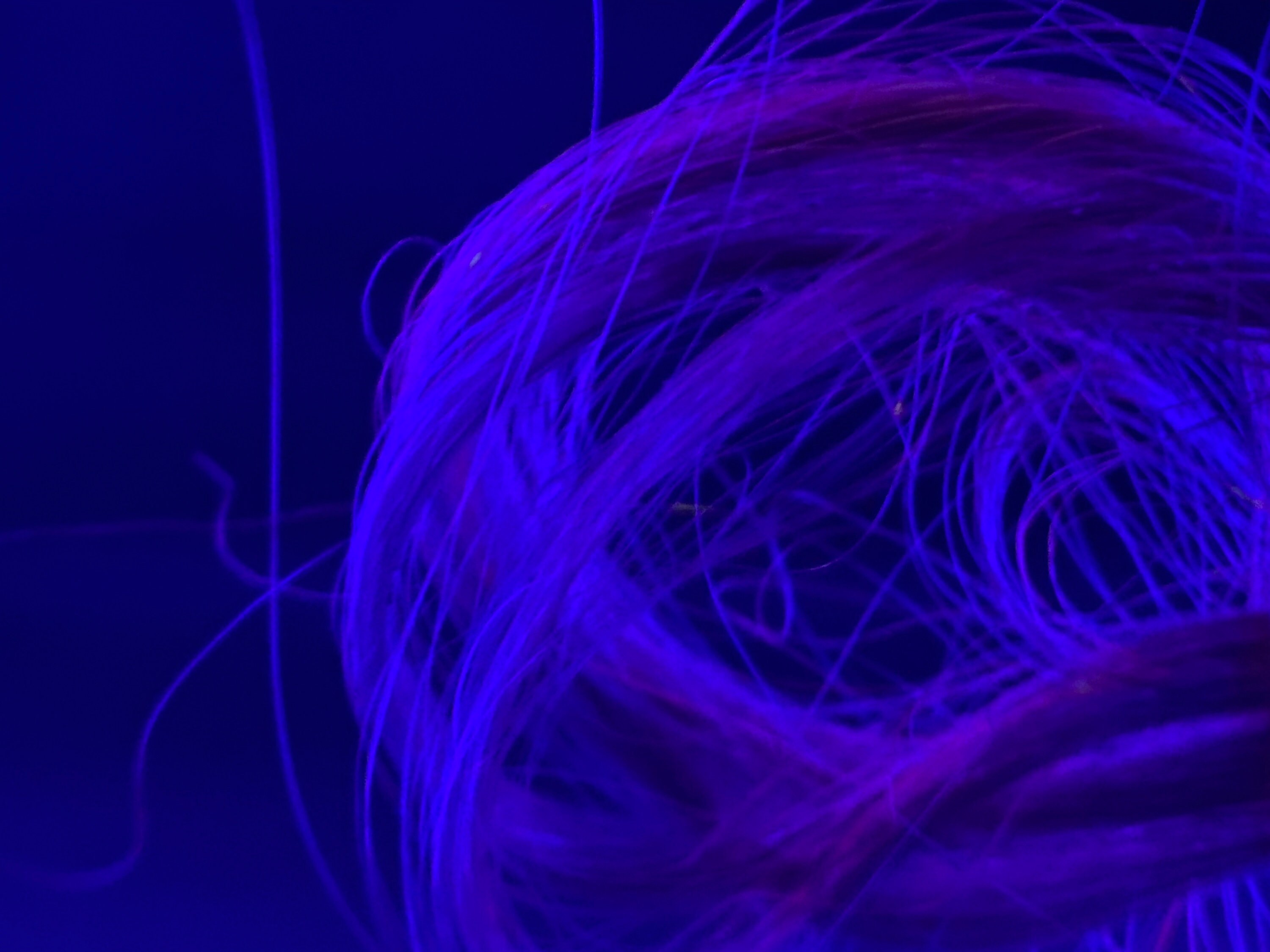 Cosmic Void Hair Color Semi Permanent UV REACTIVE Potassium Hot Purple ...