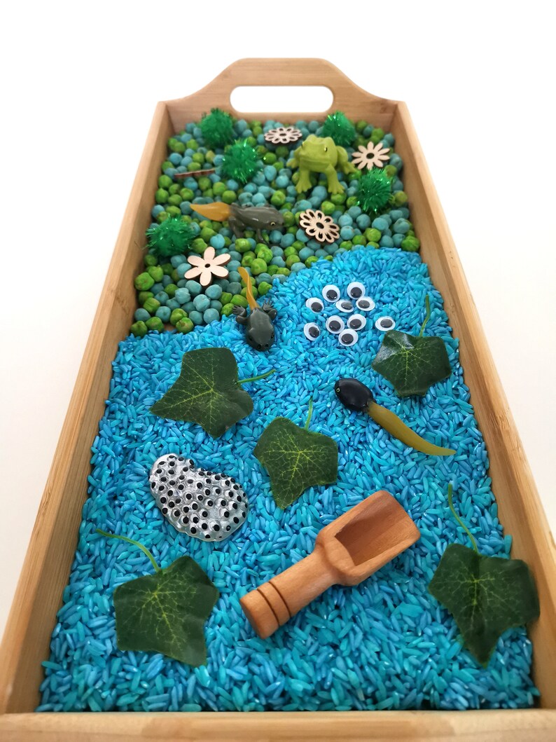 Frog Life Cycle Sensory Kit/ Life Cycle Tray/ Frog/ Tadpole/ Frogs ...