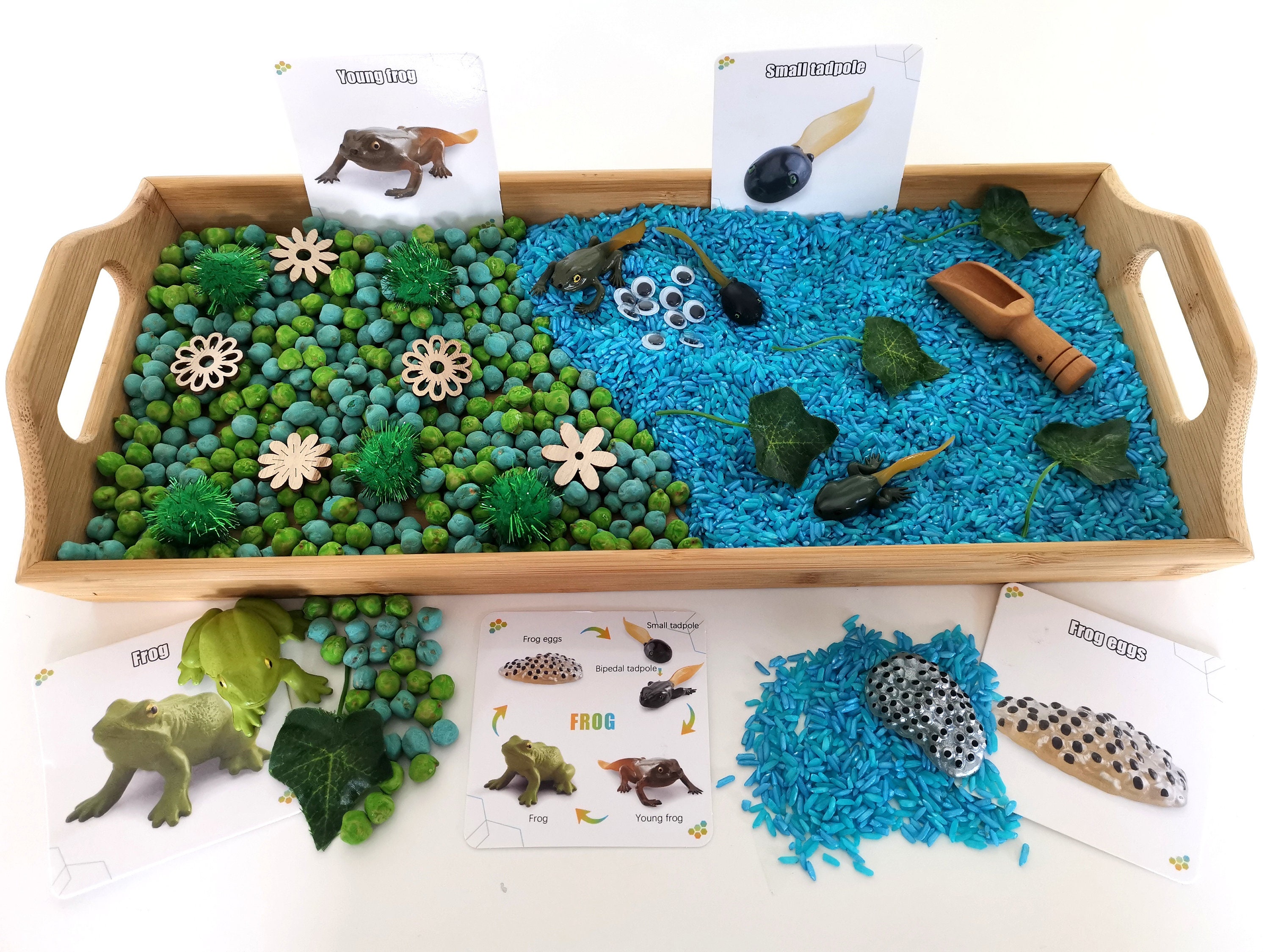 Frog Life Cycle Sensory Kit/ Life Cycle Tray/ Frog/ Tadpole/ - Etsy