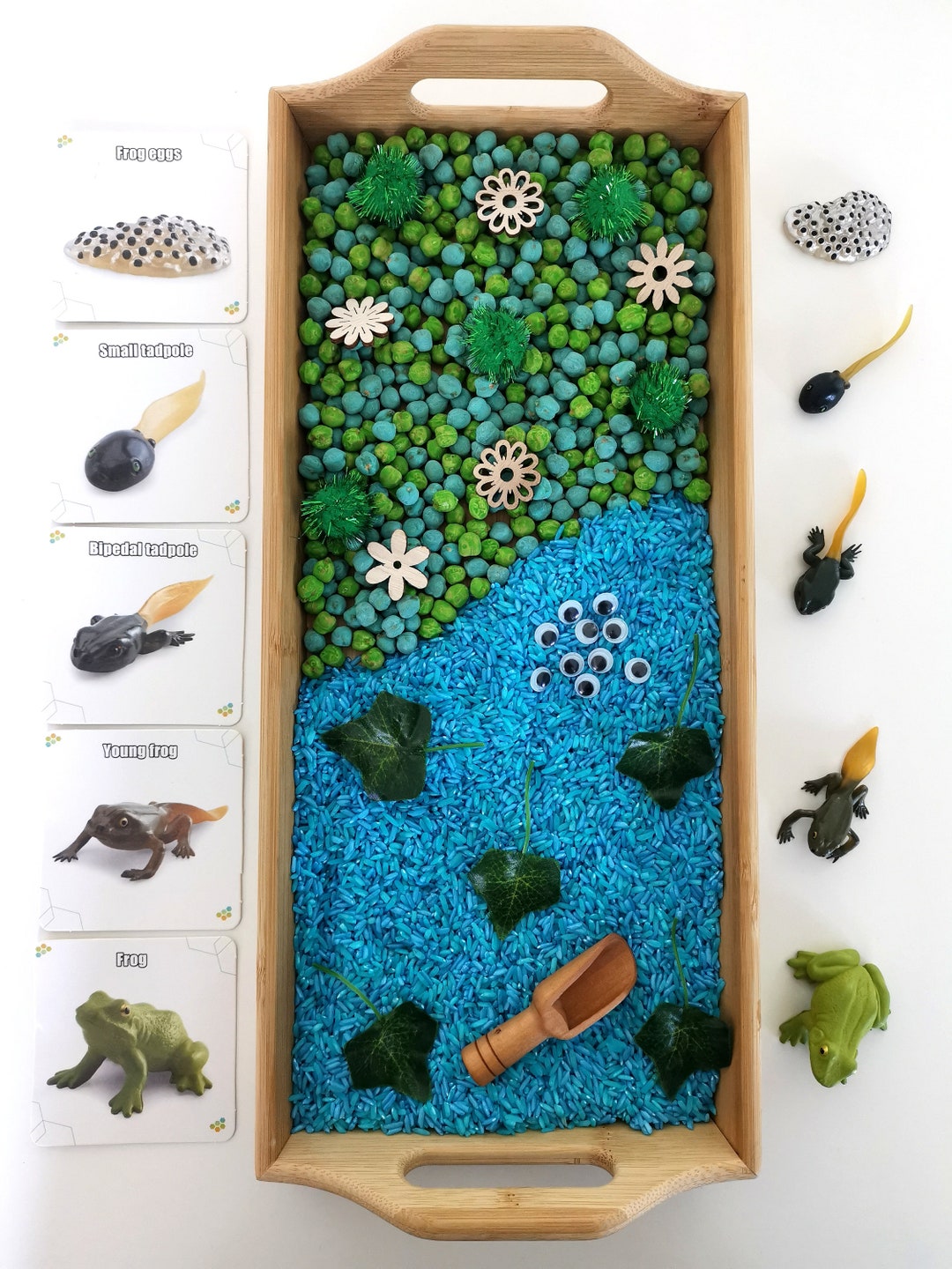Frog Life Cycle Sensory Kit/ Life Cycle Tray/ Frog/ Tadpole/ Frogs ...