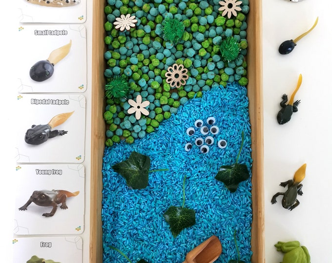 Frog Life Cycle Sensory Kit/ Life Cycle Tray/ Frog/ Tadpole/ Frogs ...
