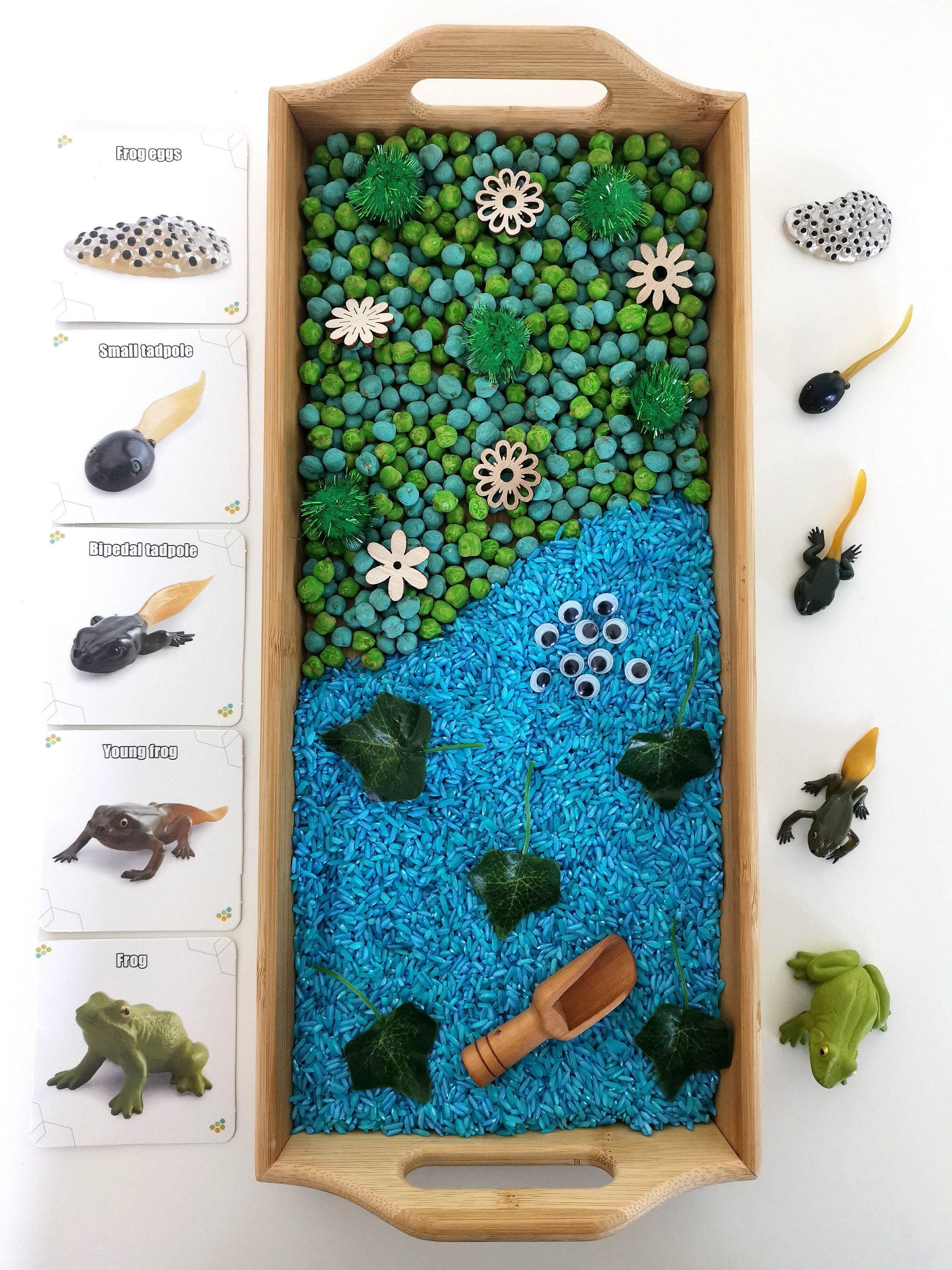 Frog Life Cycle Sensory Kit/ Life Cycle Tray/ Frog/ Tadpole/ Frogs ...