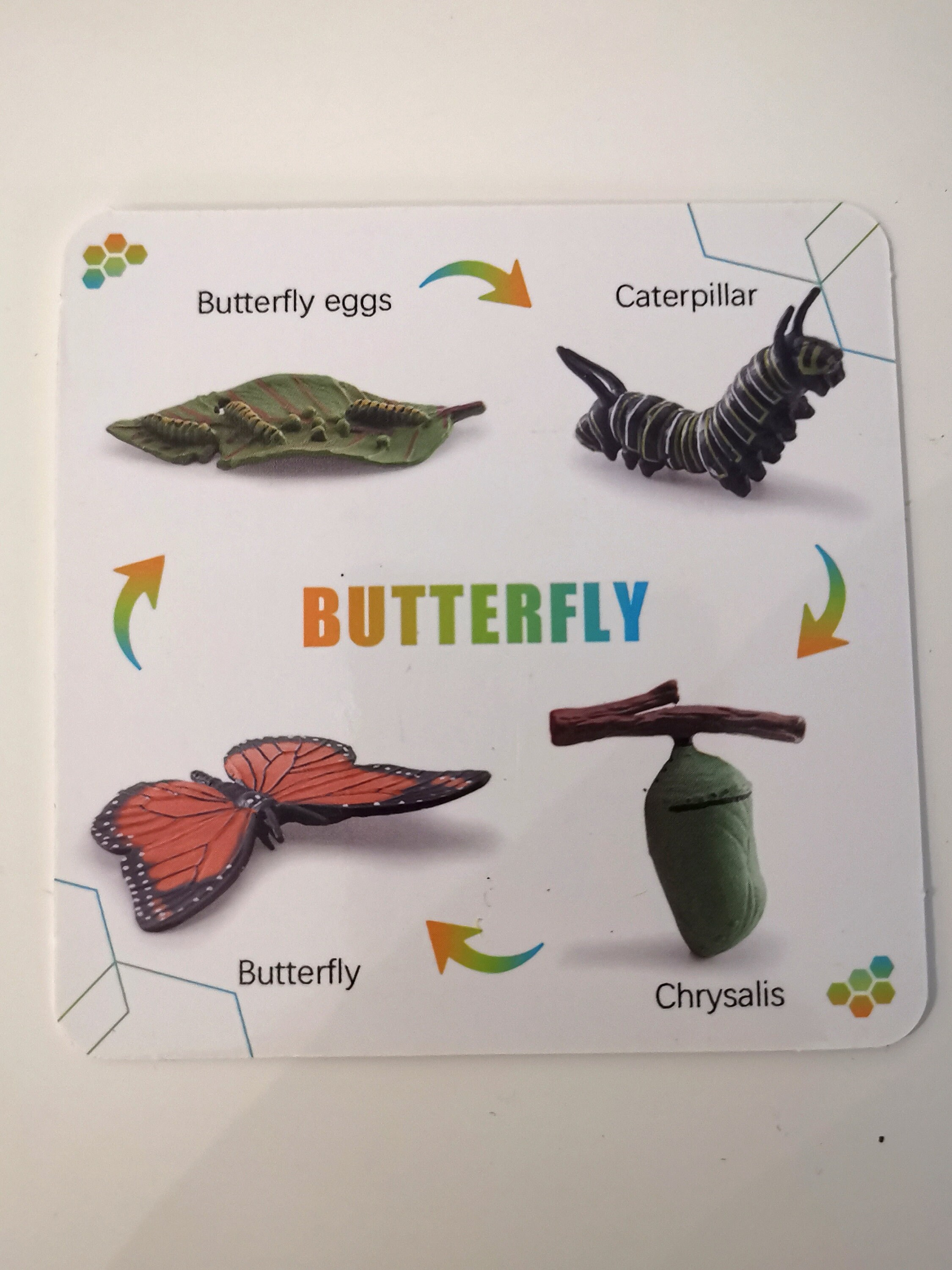 Butterfly Life Cycle Sensory Kit/ Life Cycle Tray/ Butterfly/ - Etsy