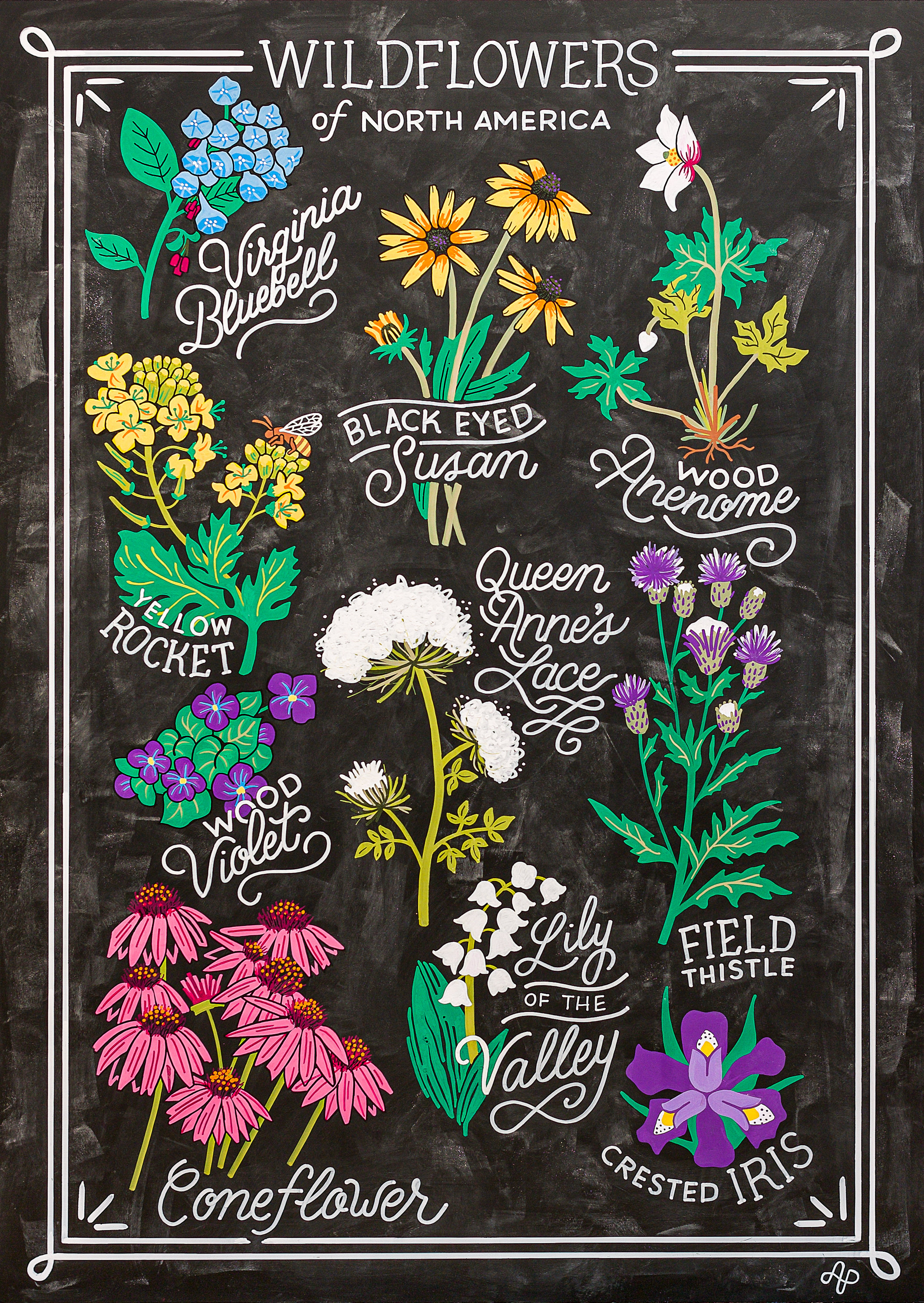 Wildflowers of North America, Hand Lettered Digital Fine Art Print ...