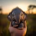 Tiny Baby Elephant in the Palm of My Hand (digital Print) - Etsy