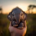 Tiny Baby Elephant in the Palm of My Hand (digital Print) - Etsy