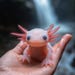 Cute Axolotl in My Hand - Etsy