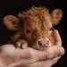 Baby Highland Cow in the Palm of Your Hand (digital Print) - Etsy