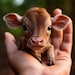 Baby Cow in the Palm of Your Hand (digital Print) - Etsy