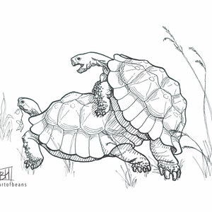 Leopard Tortoises | Art Print - Etsy