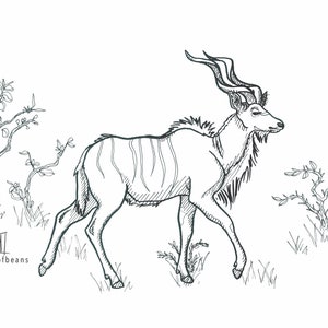 Kudu | Art Print - Etsy