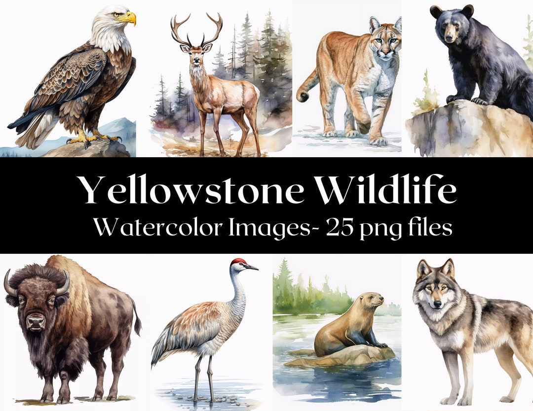 Yellowstone Wildlife Watercolor Digital Art, Wilderness Pictures ...