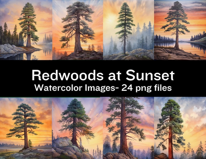 Redwood Trees at Sunset, Watercolor Digital Images, Redwoods Clipart ...