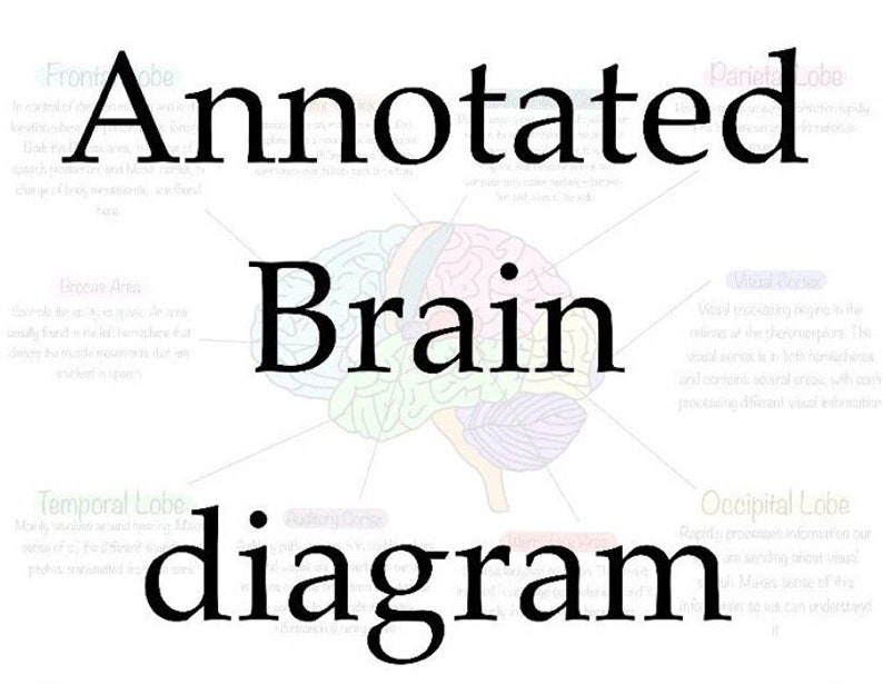 Alevel Psychology Annotated Brain - Etsy