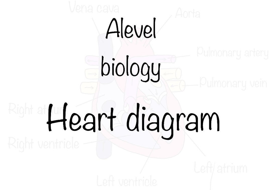 Alevel Biology Heart Diagram - Etsy