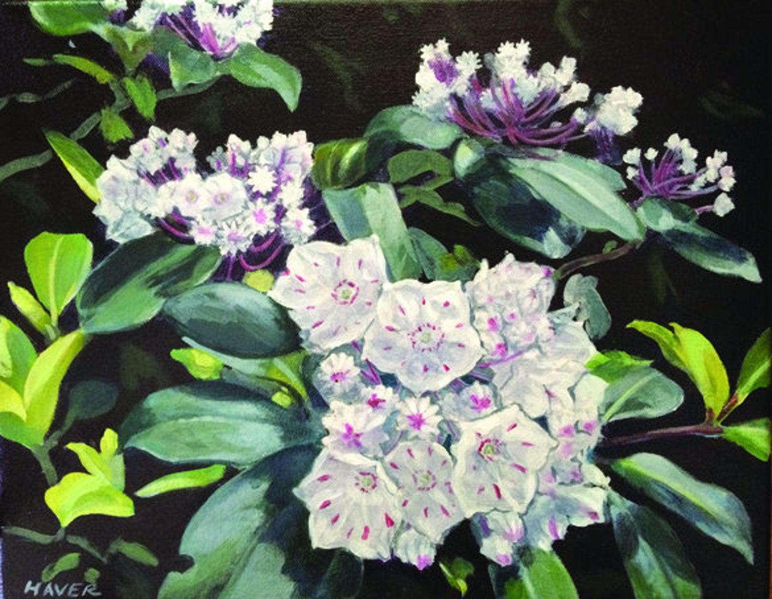Mountain Laurel, 5" X 7" Frameable Note Card - Etsy