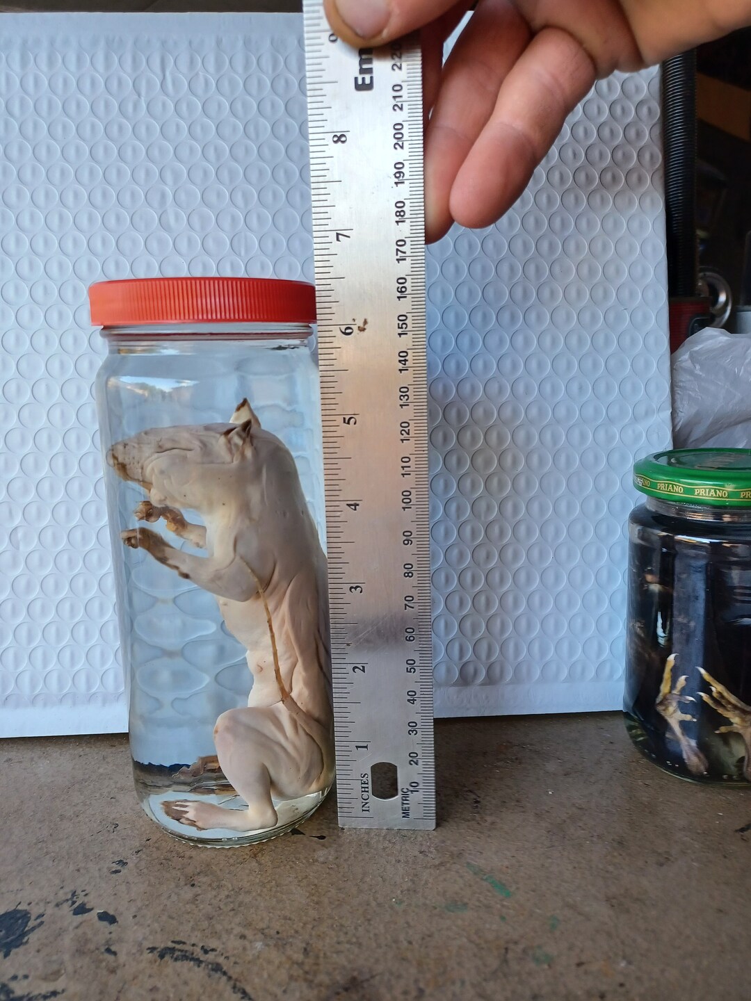Preserved Chipmunk Wet Specimen Furless Chipmunk in Jar Real Taxidermy ...