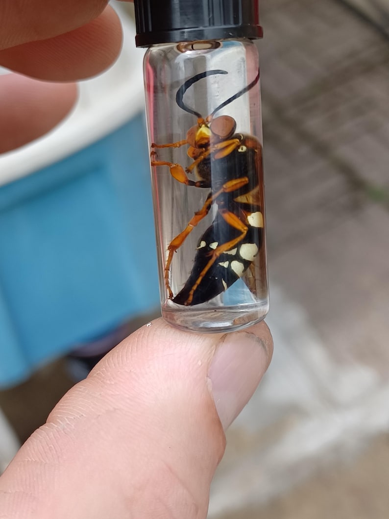 Preserved Cicada Killer Wasp 1" Wet Specimen Cicada Hawk Wasp Real ...