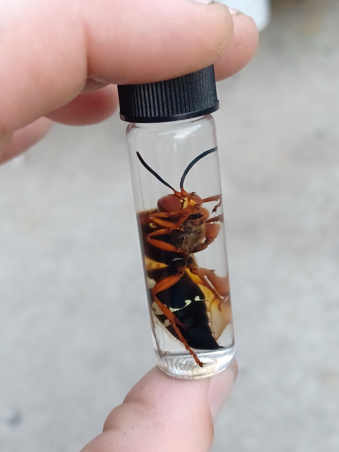 Preserved Cicada Killer Wasp 1.5" Wet Specimen Real Insect in Glass ...