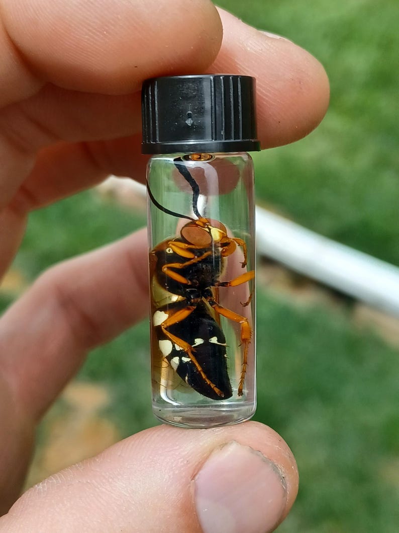 Preserved Cicada Killer Wasp 1 Wet Specimen Real Insect in Glass Vial ...